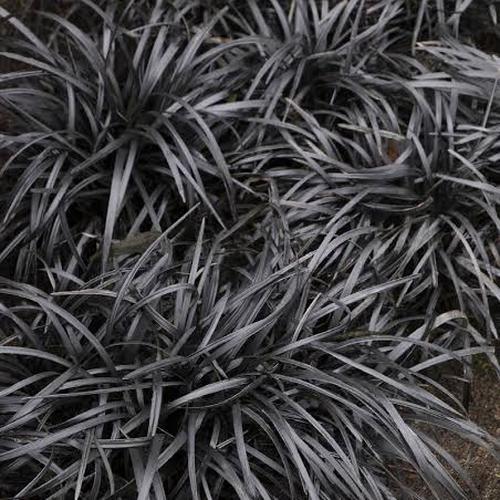 Jual tanaman hias rumput hitam /black mondo grass - Kab. Bandung Barat ...