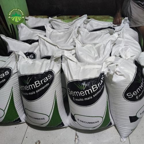 Jual GRASS SEED BRACHIARIA DECUMBENS(BEDE/SIGNAL) - 1 karung biji ...