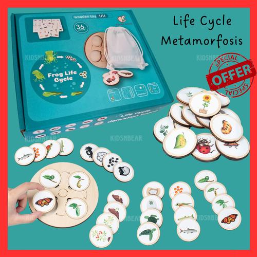 Promo KNB Life Cycle Metamorfosis Mainan montessori anak Siklus Hidup ...