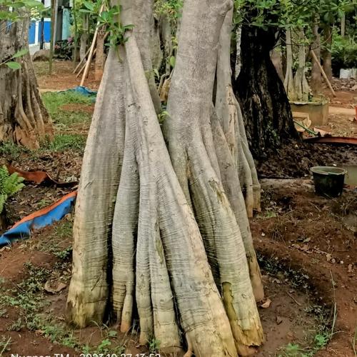 Promo pohon pule air/pule rawa - Kota Bogor - Tania Flowrist | Tokopedia