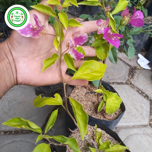 Jual Tanaman Hias Bunga Bougenville Sakura Ice Cream Berbunga - Kab ...
