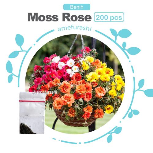 Jual Bibit / Benih / Seeds Moss Rose Mix Portulaca Mix Cocok Daerah ...