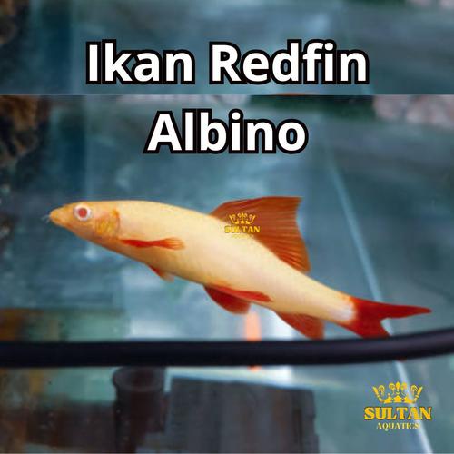 Jual ikan Redfin Albino Atau Warna Putih - Top Quality - Jakarta Barat ...