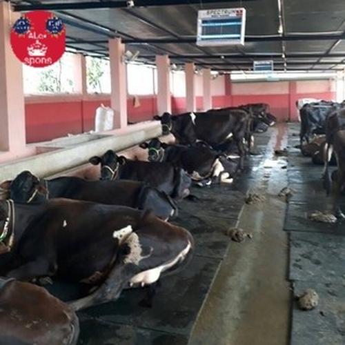 Promo karpet sapi 12MM POLOS UKURAN 120X200 - Kota Bandung - alexspon ...
