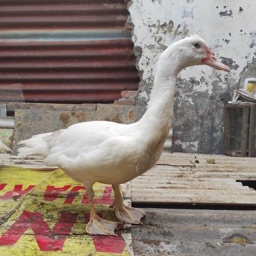 Jual entok minthi mentok jumbo leher panjang original - Kota Surabaya ...