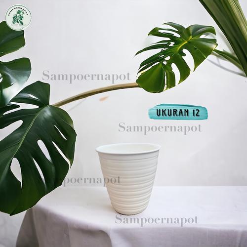 Promo POT BUNGA TANAMAN TINGGI TAWON PIRUS PUTIH ORIGINAL BUDI JAYA ...