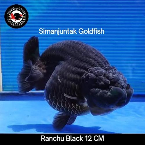 Jual Ikan Mas koki Rancu Black Solid - Kota Tangerang Selatan ...