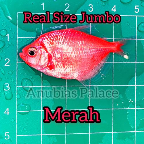 Jual IKAN WARNA WARNI MENTERENG TETRA JUMBO INDUKAN HARGA SATUAN ...