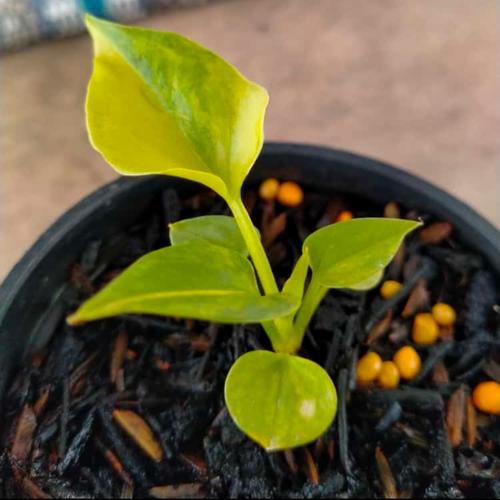 Jual anthurium obor varigata (Hybrid) varigata mewah - Kota Tangerang ...