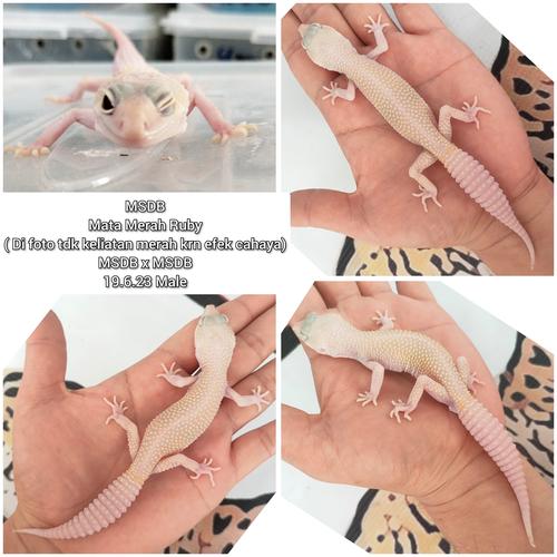 Jual Leopard Gecko Mata Merah/ MSDB muka senyum, ngedip lucu - Kab ...