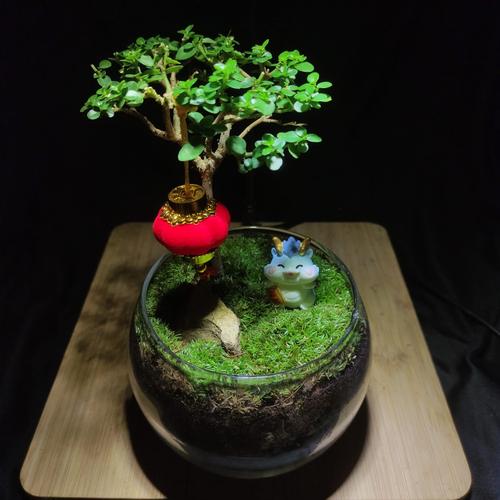 Jual Terrarium Small Forest / Gift Plant / Kado Tanaman - Rangkaian ...