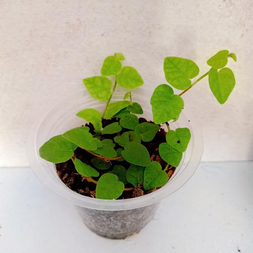 Jual Ficus Pumila Creeping fig mini - Kab. Banyumas - Aquamas_ | Tokopedia