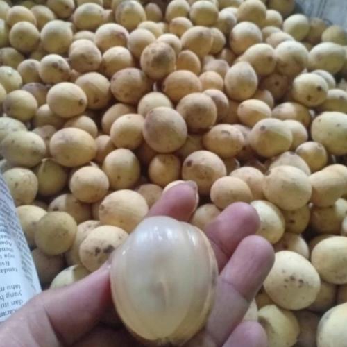 Jual buah duku palembang 1 kg / duku Palembang 1 kg - Jakarta Selatan ...