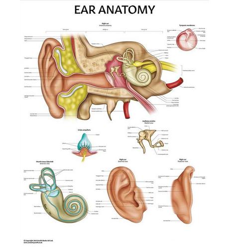 Jual POSTER ANATOMI TELINGA - EAR ANATOMY - A3 + Artpaper - Jakarta ...