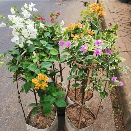 Jual Tanaman Hias Bougenvile Uk 60 70cm Kab Bogor Navika Taman