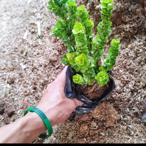 Jual bibit bunga asoka tusuk sate bunga merah _ tanaman soka tusuk sate ...