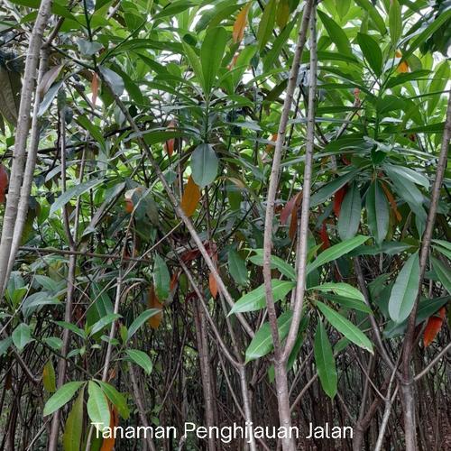 Jual pohon Bintaro tinggi 2 meter pohon pelindung, peneduh - Kab. Bogor ...