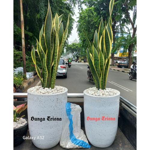 Promo Tanaman hias lidah mertua / sensivera rimbun plus pot teracota ...