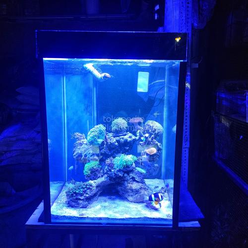 Jual 50x50x70 Set Marine Tank Seawater Aquarium Air Laut Biota Ikan ...