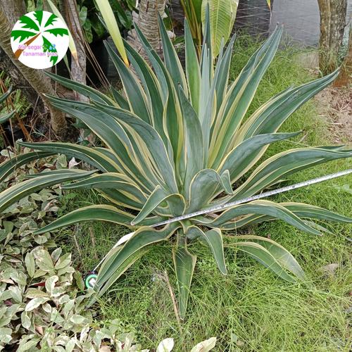Jual tanaman agave ukuran besar 1m - Kota Depok - alif segar tanaman ...