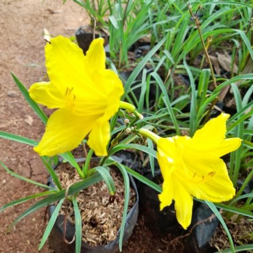 Promo tanaman hias bakung lily day bunga kuning - pohon bakung lily ...