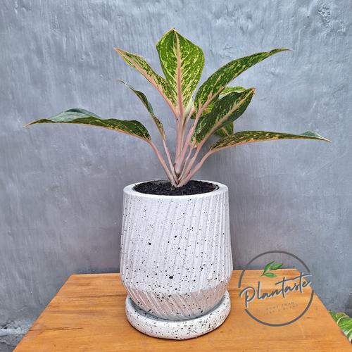 Jual Pot Silky 18 Motif Marble | D18 T18 | Pot Gerabah Tanah Liat ...