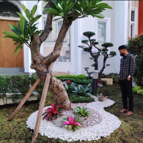 Jual taman super mewah fosil & bonsai Cemara udang - Jakarta Barat ...