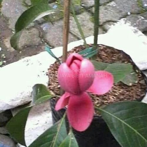 Jual Bibit tanaman Cempaka Merah - Stek Siap Tanam Dan cepat berbunga ...