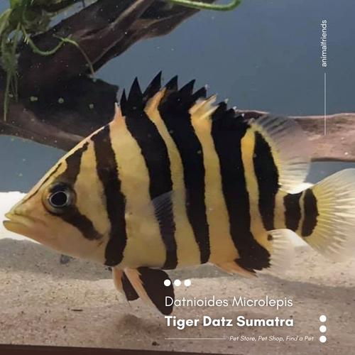 Promo Ikan Predator Datz Tiger Sumatera Cicil 0% 3x - Kota Tangerang ...