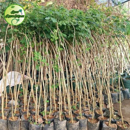 Jual Bibit Trembesi Tinggi 1 Meter - Kota Bekasi - BibitRejekiMurah ...