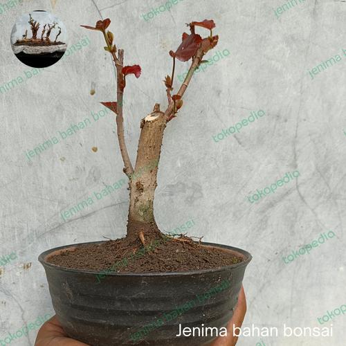 Promo bahan bonsai waru merah hidup - Kab. Tuban - jenima bahan bonsai ...