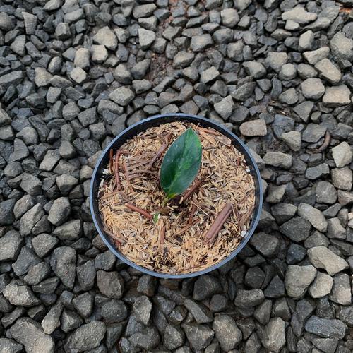 Jual tanaman hias Philodendron Yellow Congo Variegata daun aktif 3A ...