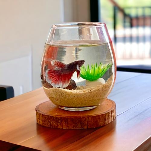 Jual AQUARIUM CUPANG MINI BULAT BATU ALAM UNIK ESTETIK IKAN KECIL GUPPY ...