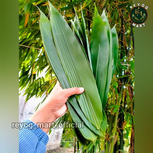 Jual DAUN BAMBU FRESH BUNGKUS BAKCANG SEGAR HIJAU HARGA ISI PER 10 ...