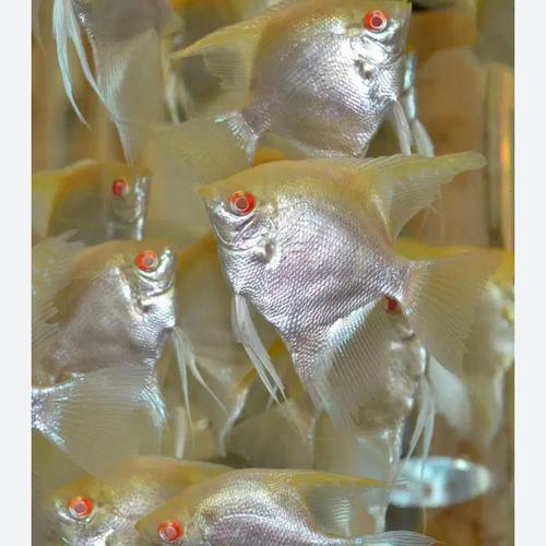 Jual ikan manfish albino red eye - Kab. Bogor - family_fish | Tokopedia