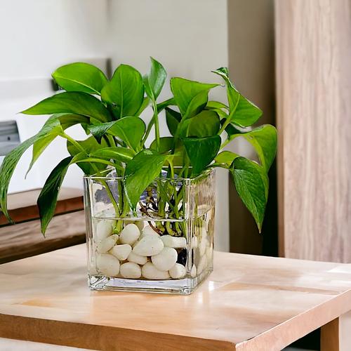 Promo Vas Bunga Kaca Kotak Minimalis Aesthetic / Pot Hidroponik ...