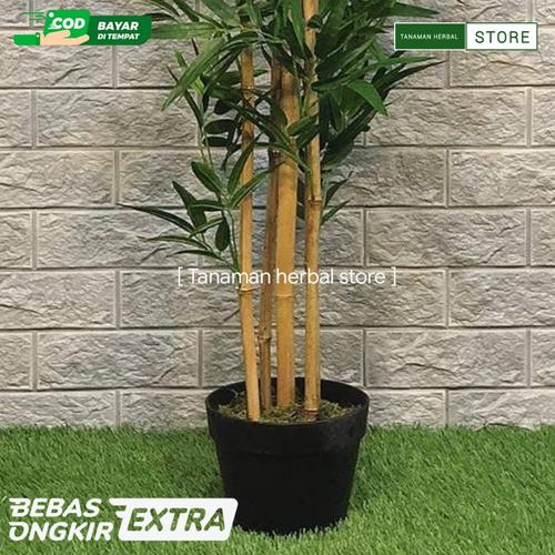 Promo Tanaman hias bambu kuning dengan media tanam - ISI 2 BATANG ...