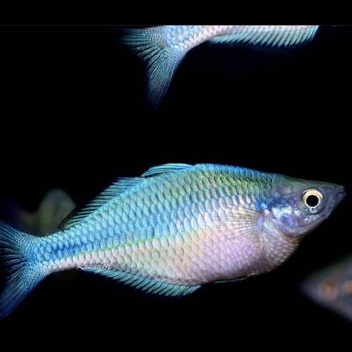Jual ikan rainbow bosemani biru - Kab. Bogor - family_fish | Tokopedia