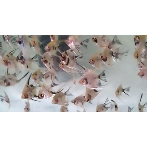 Jual Manfish Red Devil Jakarta - Kota Bekasi - Almer Aquatics | Tokopedia