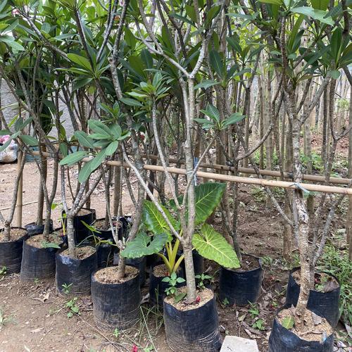 Jual Pohon Kamboja Merah Kecap 2 Meter - Jakarta Barat - little Bali ...