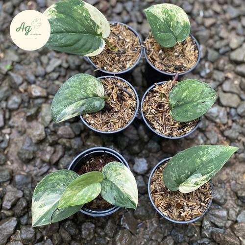Jual scindapsus mangurai variegata 1daun - Kota Depok - alfatih-garden ...