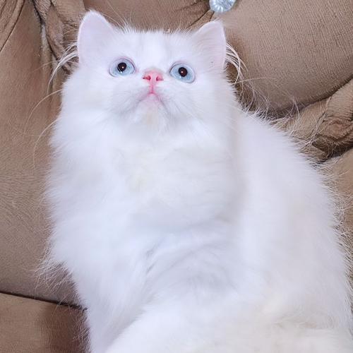 Jual Kucing persian white blue eyes - Kota Tangerang - kaya ungkep ...
