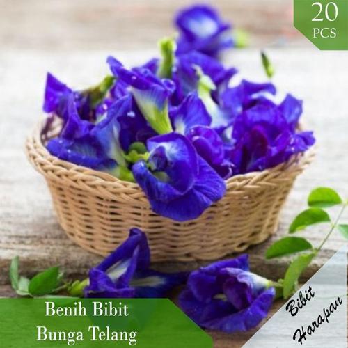 Jual Bibit Benih Biji Bunga Telang Butterfly Pea Bunga Kupu Kupu Unggul ...