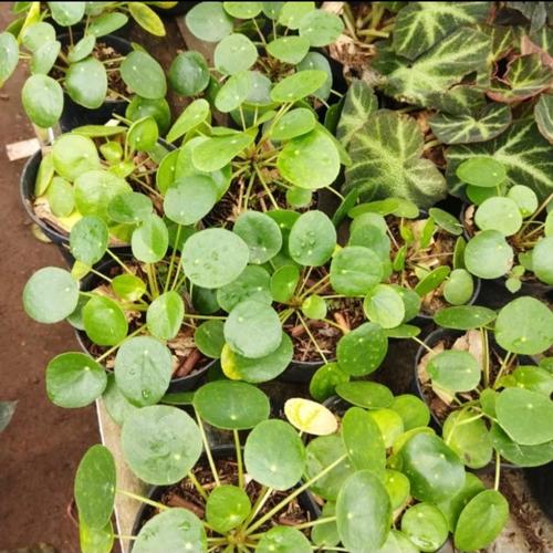 Jual Tanaman Hias Pilea Peperomioides Chinese Money Plant + Pot - Kab ...