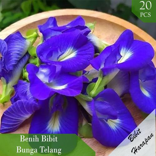 Jual Benih Biji Bibit Bunga Telang Butterfly Pea Bunga Kupu Kupu Unggul ...