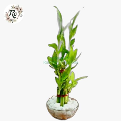 Jual Bibit Tanaman IMLEK Bambu Hoki Lucky Bamboo Real Plant PAKET HEMAT ...