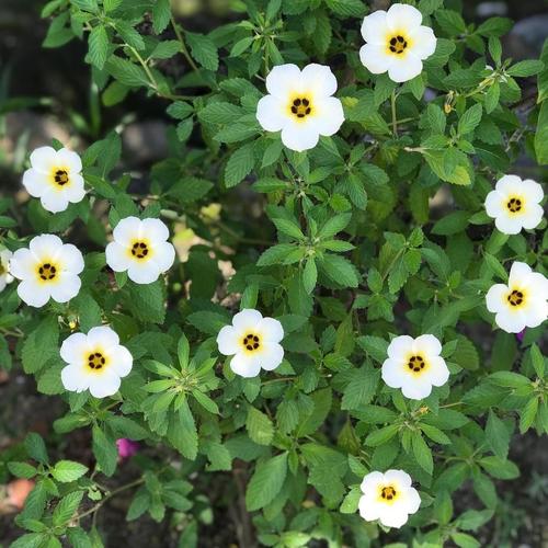 Jual tanaman hias bunga pukul delapan tunera - tanaman hias bunga ...