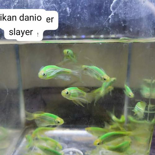 Jual ikan danio slayer - Kab. Bekasi - ikan aquascape31 | Tokopedia