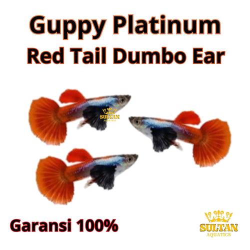 Jual Ikan guppy platinum red tail dumbo ear (PRTDE) - Jantan - Jakarta Barat - SULTAN AQUATICS ...