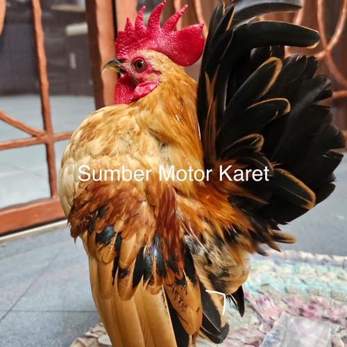 Jual Ayam Serama Jantan Dewasa (Gojek/Grab Instant) - Jakarta Barat - Sumber motor karet | Tokopedia